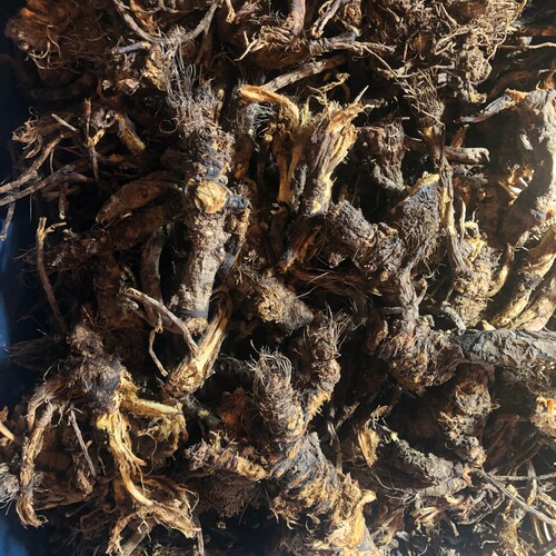 Osha Root ligusticum Porteri Sustainably Wildharvested - Etsy