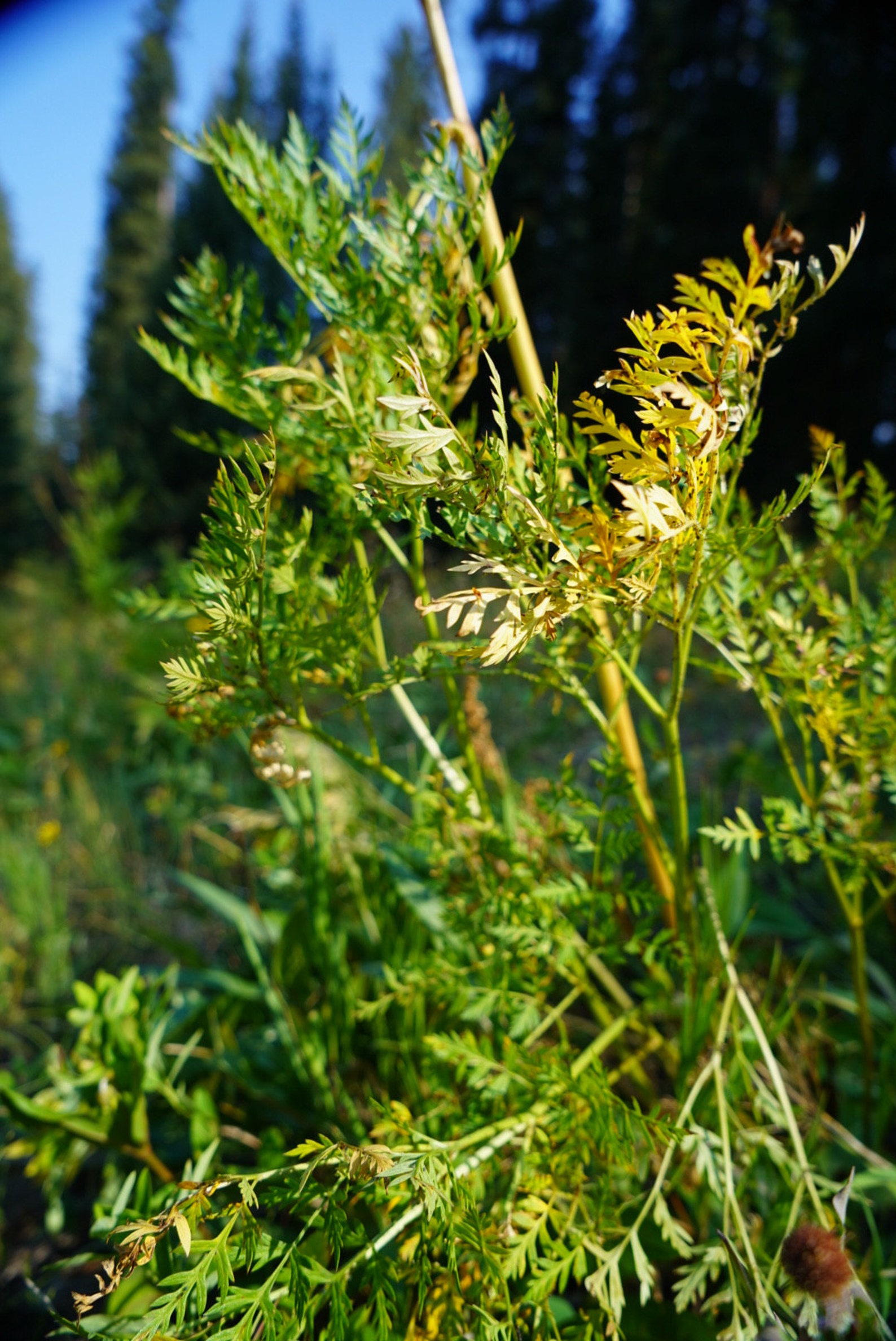 Osha Root dried Ligusticum Porteri Restoratively - Etsy