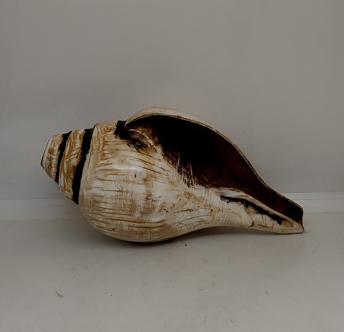 9 " Tibet Vintage Temple Ritual Conch Trumpet Priest Shankha Sankha ...