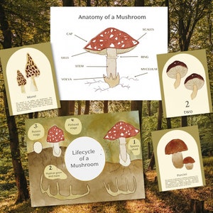 Mushroom Unit Study Bundle Watercolor Nature Education - Etsy