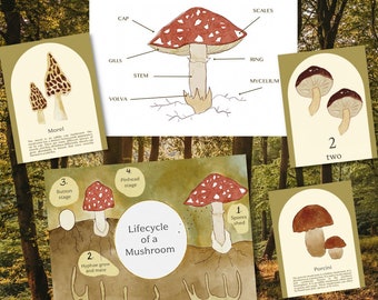 Fox Unit Study Bundle Nature Education Printables | Etsy