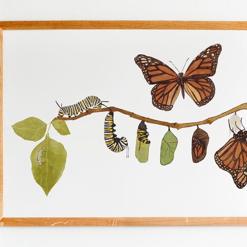Monarch Butterfly Life Cycle Poster Nature Watercolor Wall - Etsy