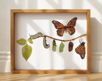 Monarch Life Cycle Poster - Etsy