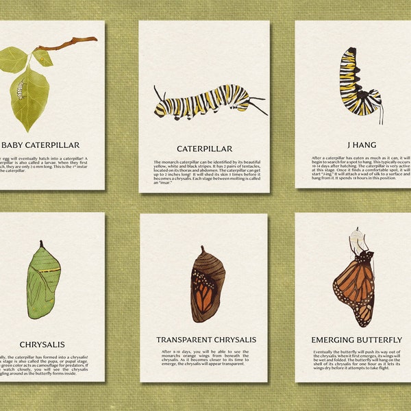 Butterfly Life Cycle - Etsy