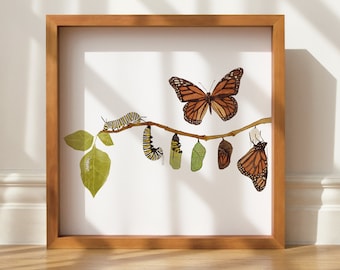 Monarch Life Cycle Poster - Etsy