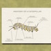 Anatomy of a Caterpillar - Monarch Butterfly Study - Printable Nature ...