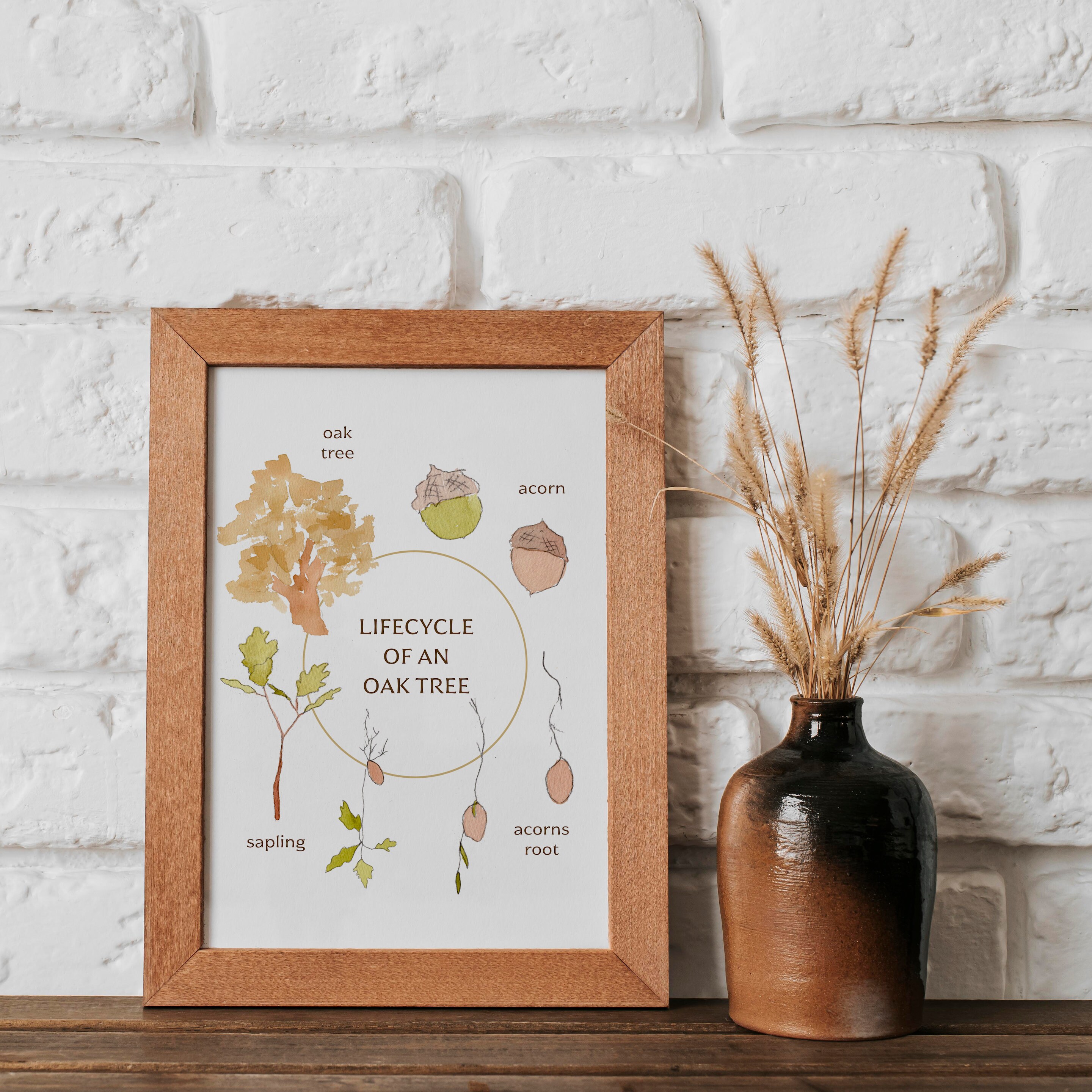 Lifecycle of an Acorn Digital Poster - Tree Life Cycle - Watercolor Art ...