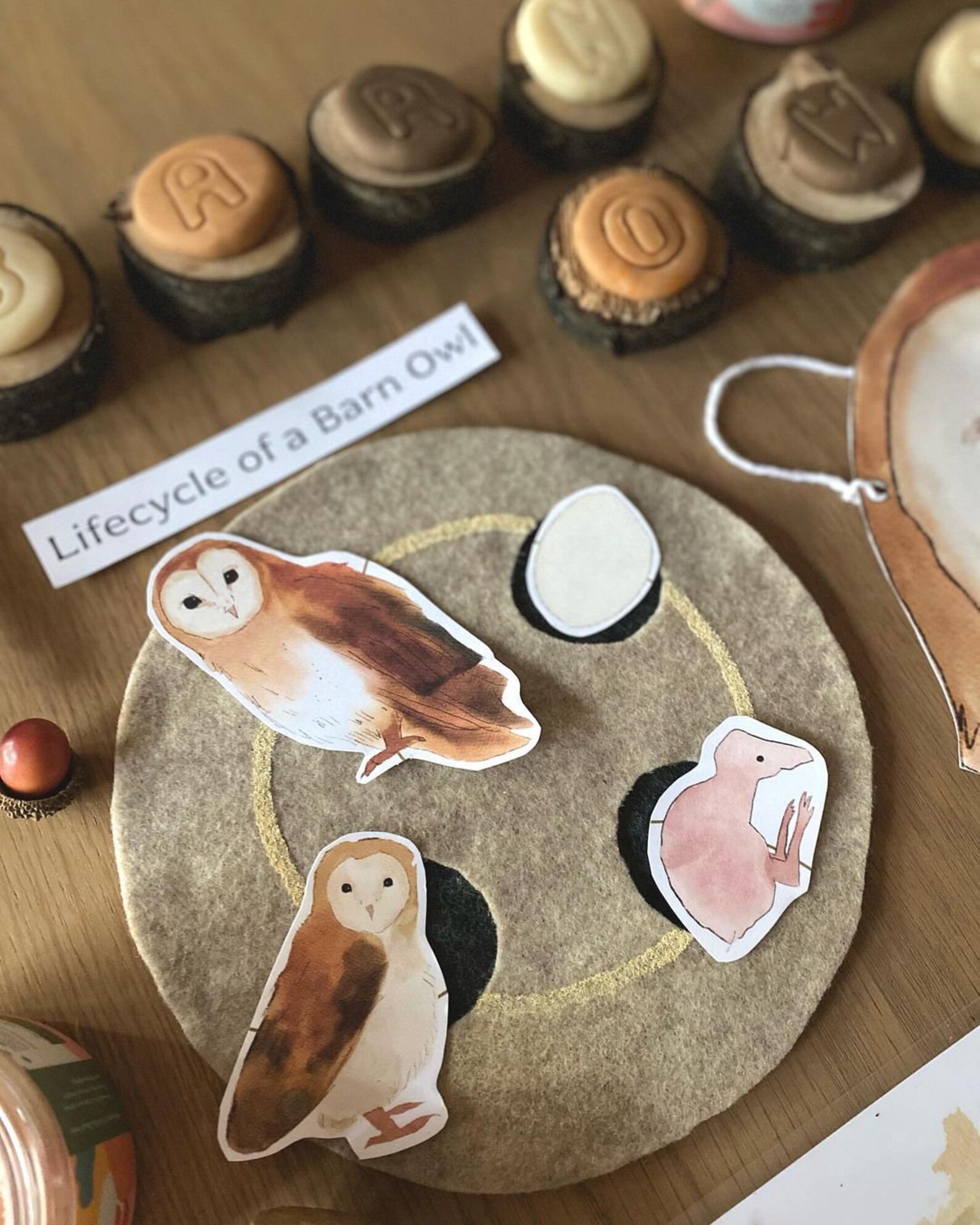 Barn Owl Study - Nature Homeschool Curriculum - Printable Nature Unit ...