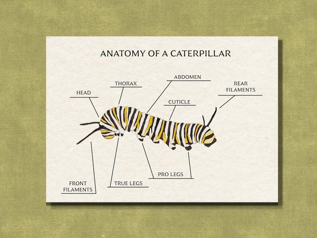 Anatomy of a Caterpillar - Monarch Butterfly Study - Printable Nature ...
