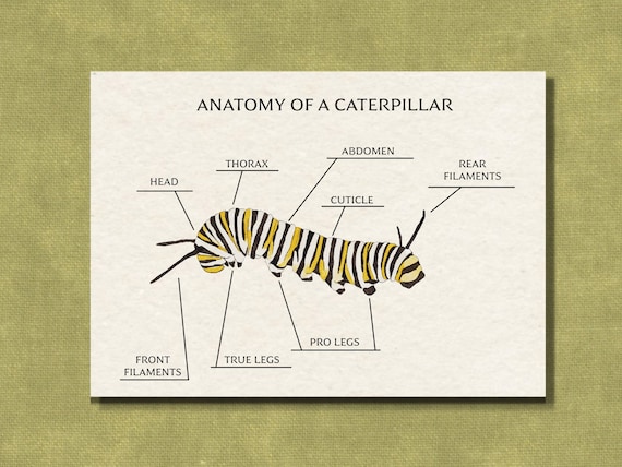 Anatomy of a Caterpillar Monarch Butterfly Study Printable | Etsy