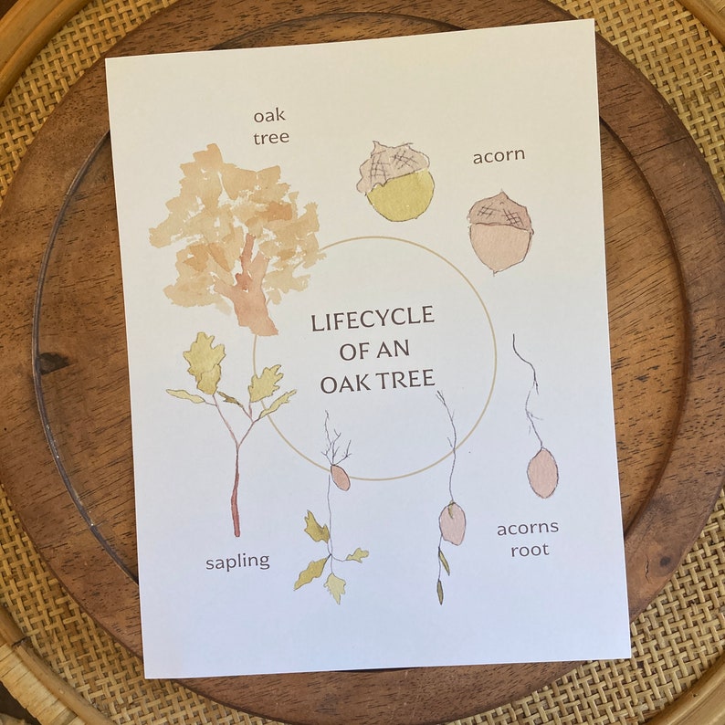 Tree Unit Study Bundle Nature Education Printable Tree | Etsy