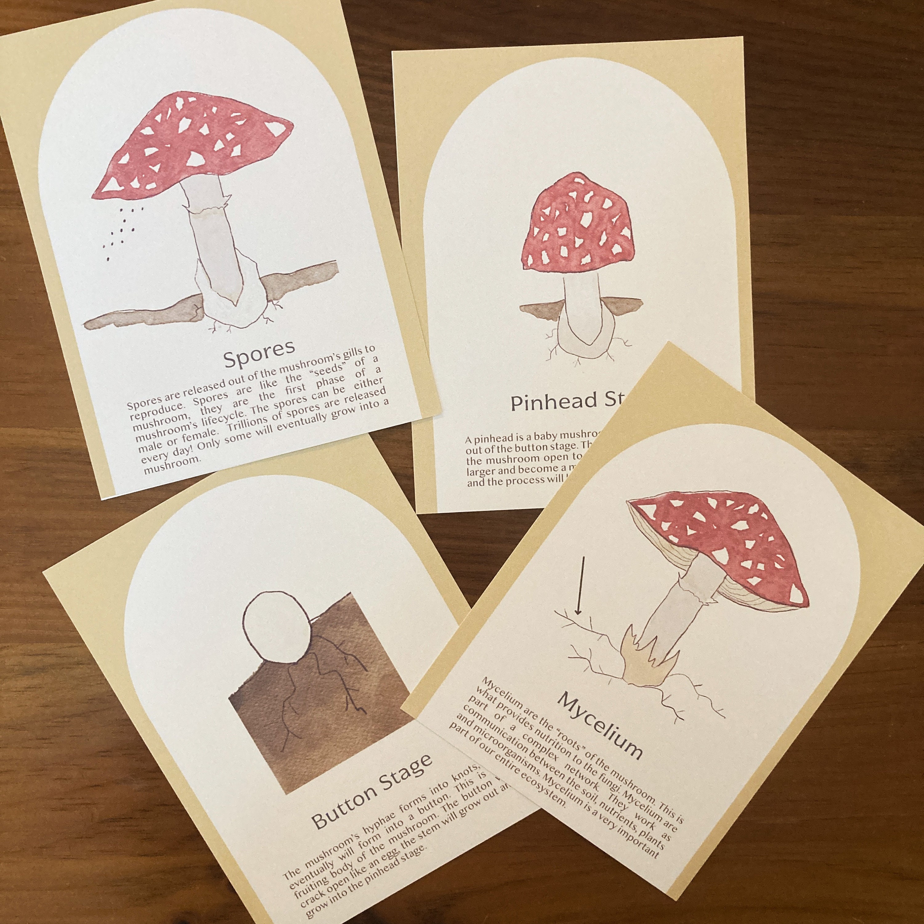 Mushroom Stage Flash Cards - Mushroom Unit Study - Nature Education ...