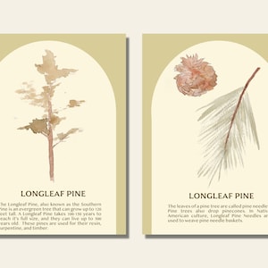 Tree Identification Flash Cards I Tree Study Flash Cards I Nature Study ...