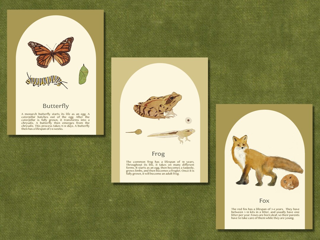 Animal Babies Flash Cards - Watercolor Illustrations - Forest Animals ...