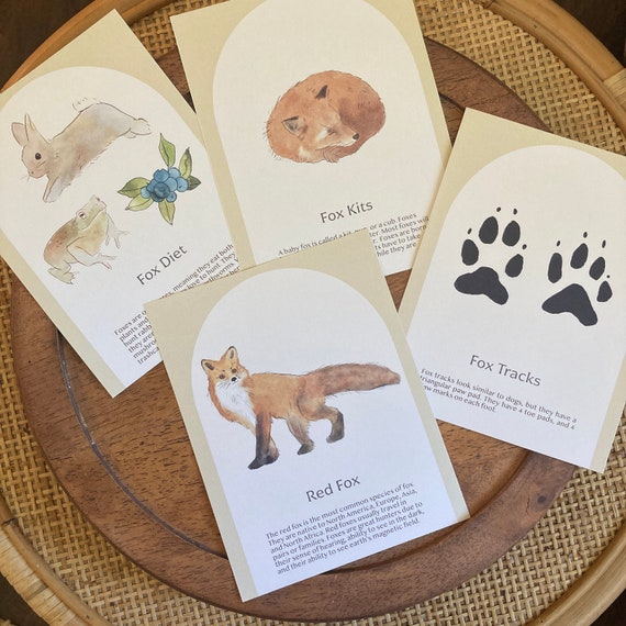 Fox Flash Cards Fox Unit Study Nature Education Printables | Etsy