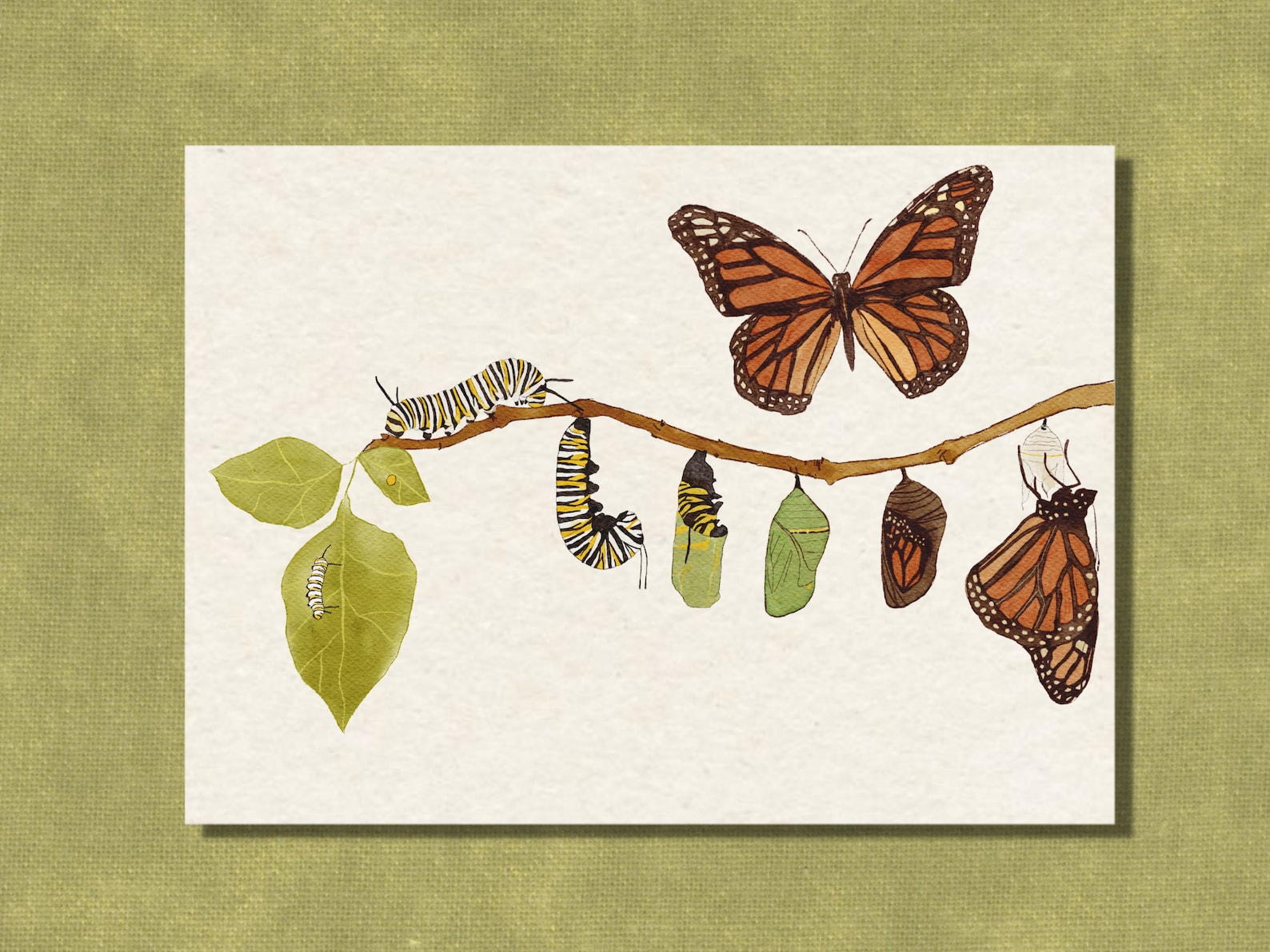Monarch Butterfly Life Cycle Poster Nature Watercolor Wall - Etsy