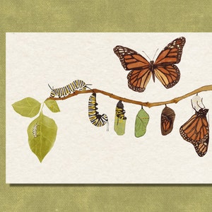 Monarch Butterfly Life Cycle Poster - Nature Watercolor Wall Art - Etsy