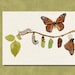 Monarch Butterfly Life Cycle Poster - Nature Watercolor Wall Art - Etsy