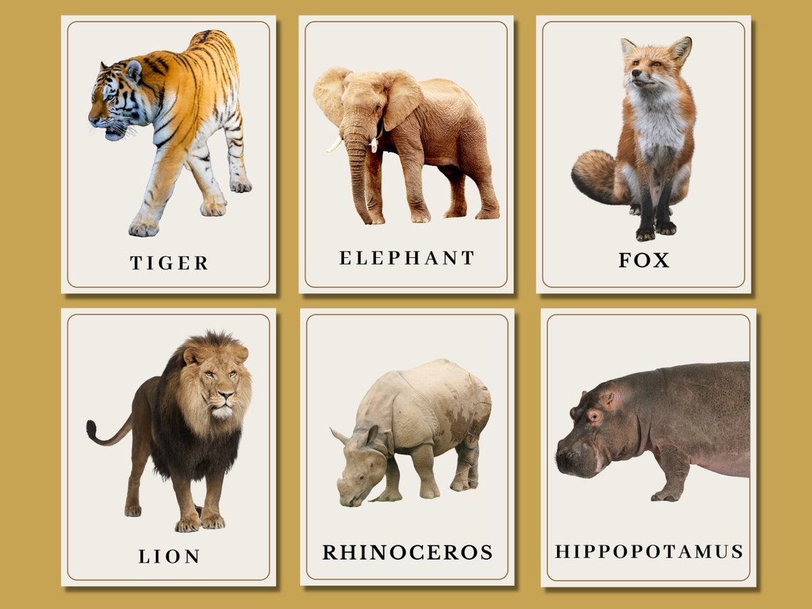 Zoo Animal Flash Cards - Zoology - Printable Homeschool - Zoo Field ...