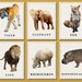 Zoo Animal Flash Cards - Zoology - Printable Homeschool - Zoo Field ...