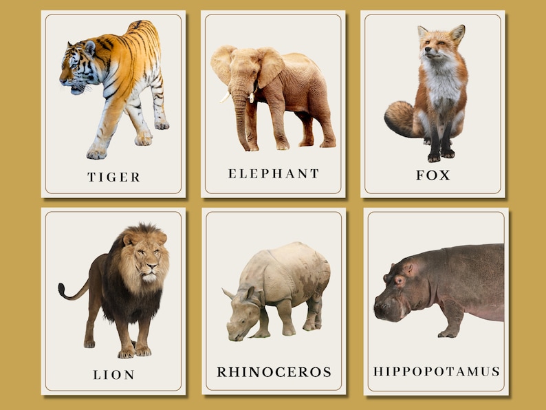 Zoo Animal Flash Cards - Zoology - Printable Homeschool - Zoo Field ...