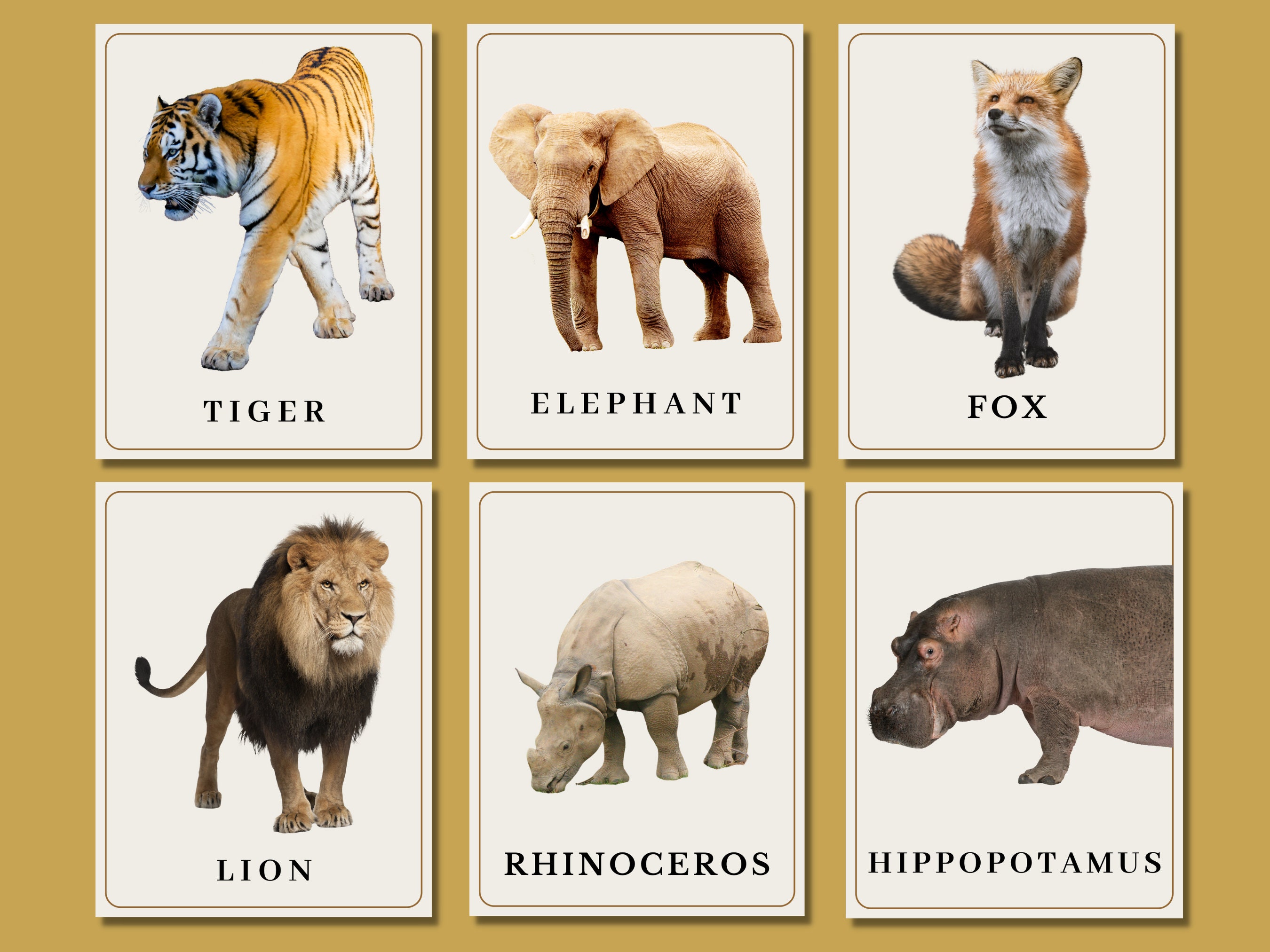Zoo Animal Flash Cards - Zoology - Printable Homeschool - Zoo Field ...