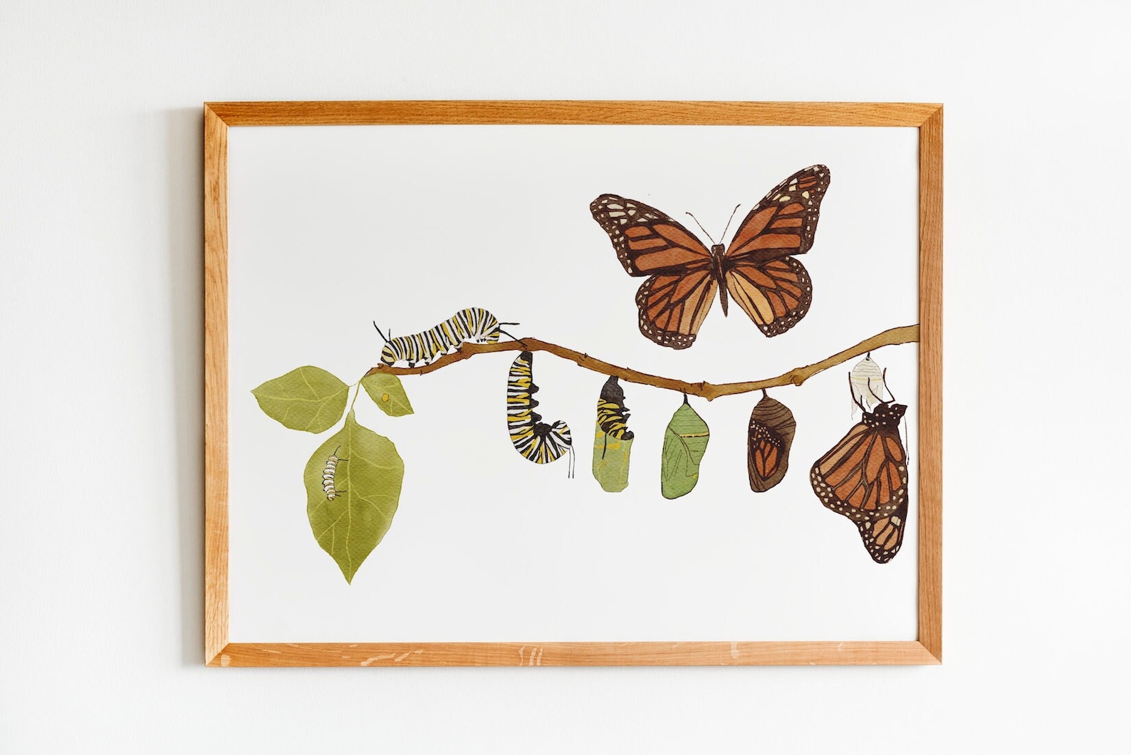 Monarch Butterfly Life Cycle Poster - Nature Watercolor Wall Art - Etsy
