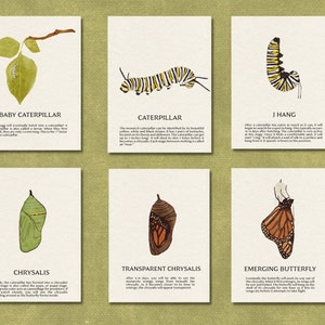 Monarch Butterfly Life Cycle Unit Study - Nature Homeschool Curriculum ...