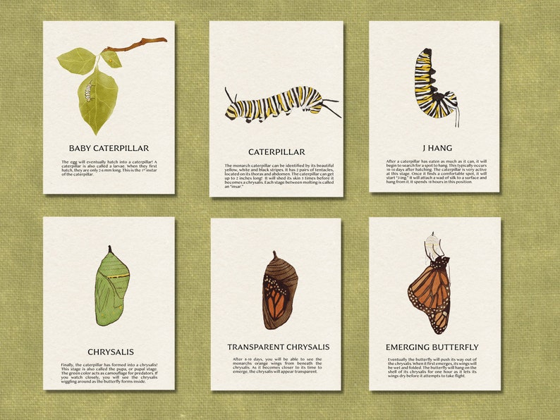 Monarch Butterfly Life Cycle Unit Study Nature Homeschool - Etsy