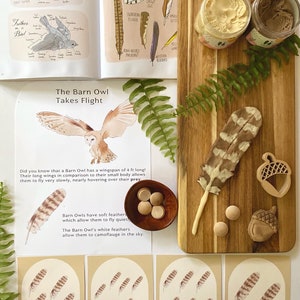Barn Owl Study - Nature Homeschool Curriculum - Printable Nature Unit ...