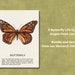 Butterfly Life Cycle Flash Cards - Lifecycle of a Monarch Printable - Etsy