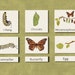 Monarch Butterfly - Montessori 3 Part Cards - Butterfly Life Cycle - Etsy