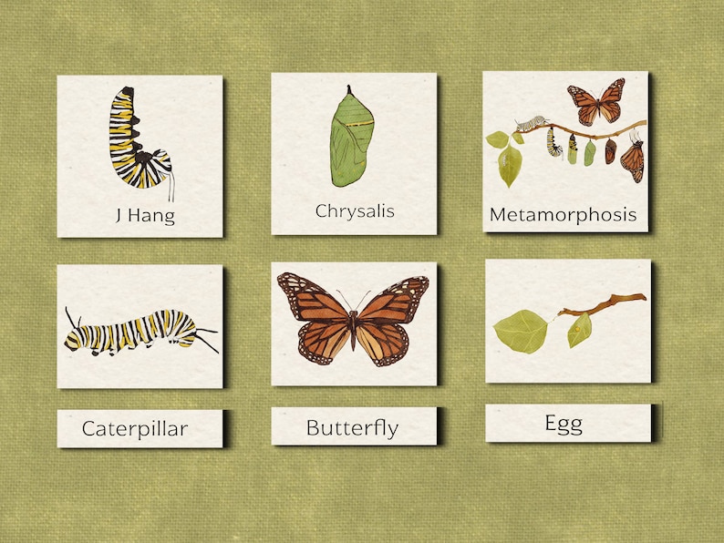 Monarch Butterfly - Montessori 3 Part Cards - Butterfly Life Cycle - Etsy