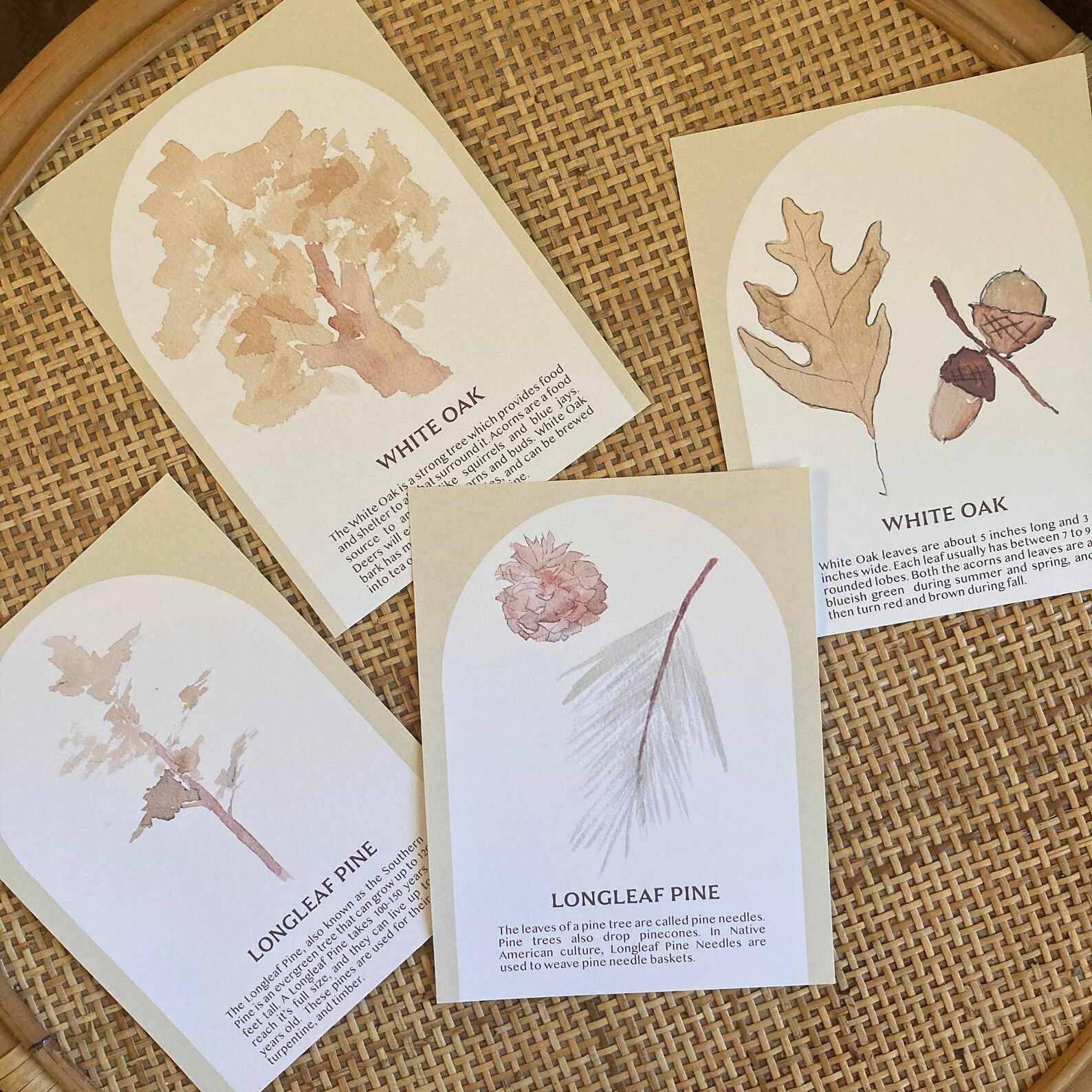 Tree Unit Study Bundle Nature Education Printable Tree | Etsy