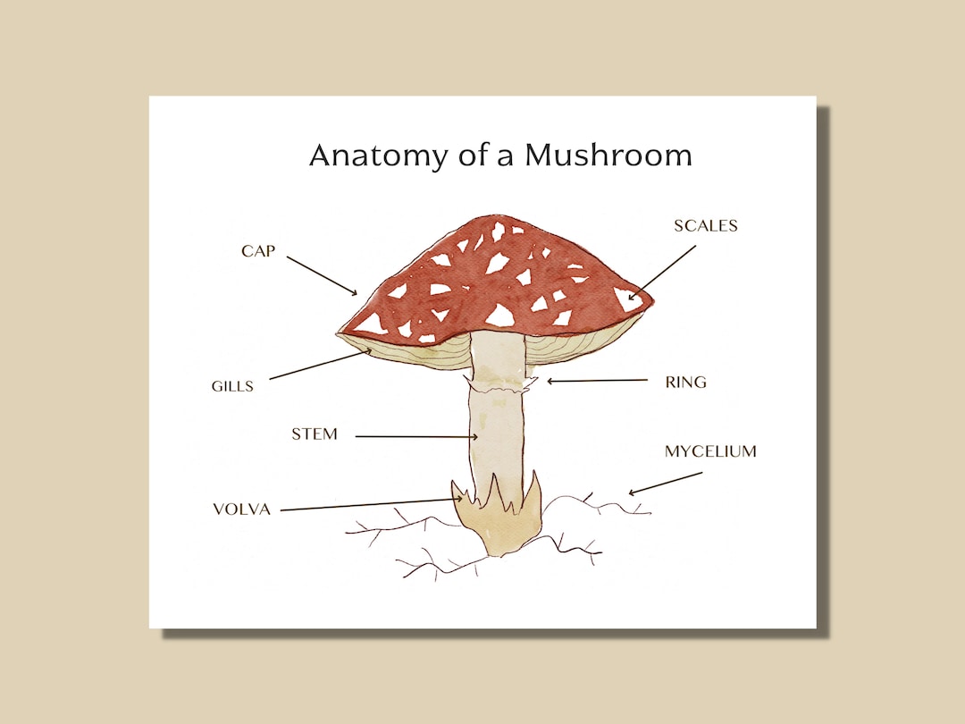 Anatomy of a Mushroom - Printable Worksheet, Poster - Mushroom Study - Etsy