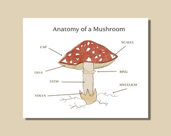 Mushroom Anatomy Poster and Activity Parts of a Mushroom Printable ...