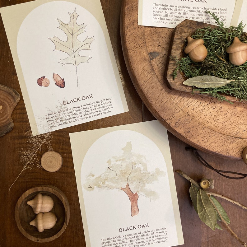 Tree Unit Study Bundle Nature Education Printable Tree - Etsy