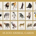 Zoo Animal Flash Cards - Zoology - Printable Homeschool - Zoo Field ...