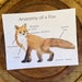 Fox Unit Study Bundle Nature Education Printables Watercolor Animal ...
