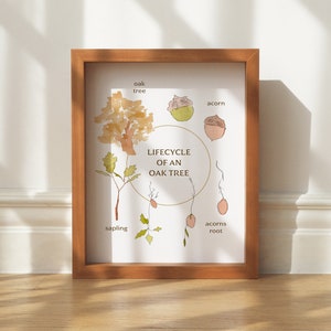 Lifecycle of an Acorn Digital Poster - Tree Life Cycle - Watercolor Art ...