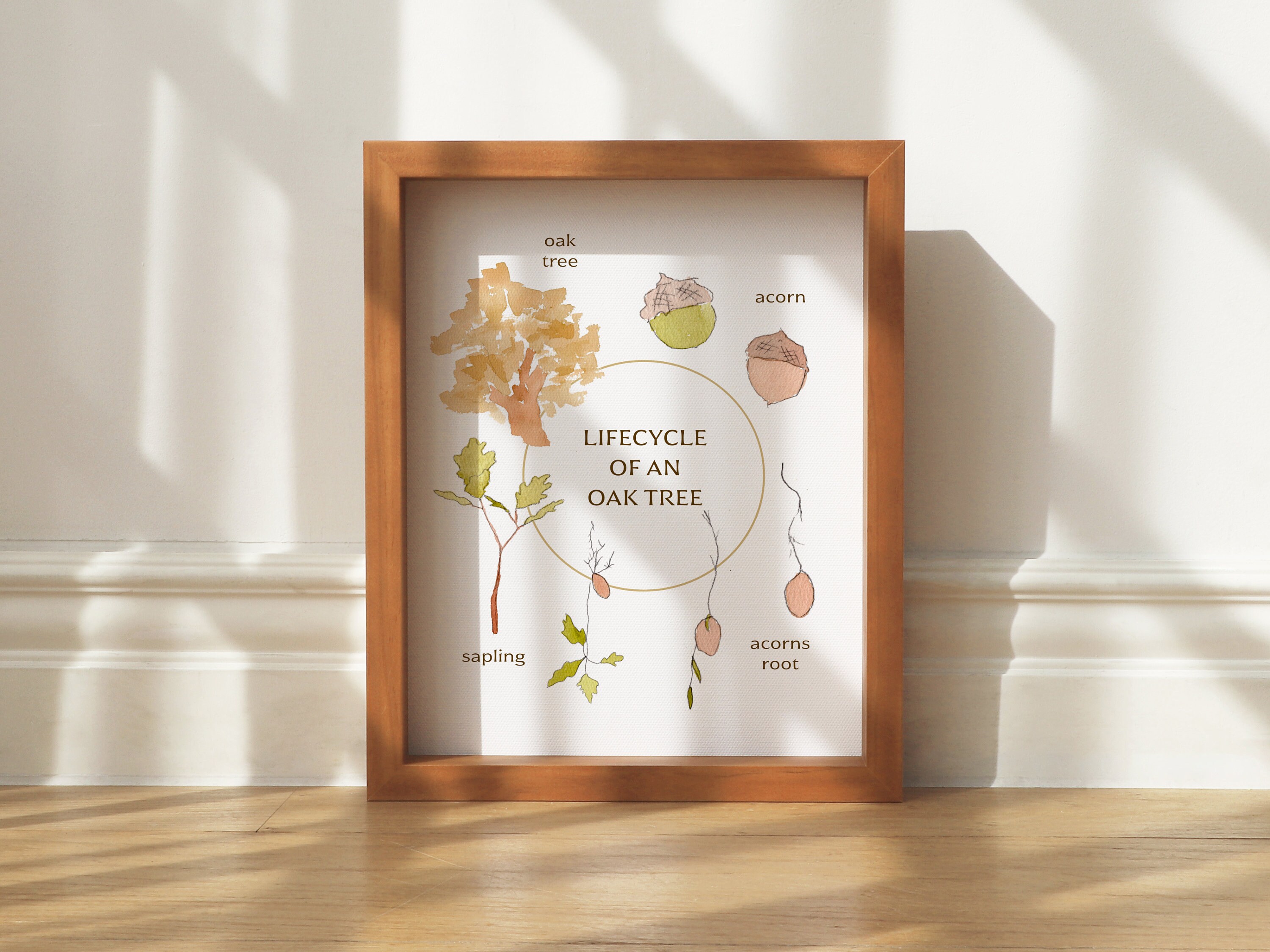 Lifecycle of an Acorn Digital Poster - Tree Life Cycle - Watercolor Art ...