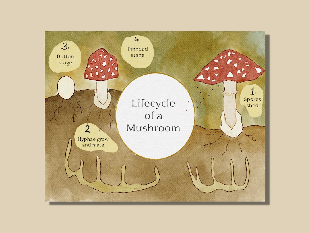 Mushroom Lifecycle Poster - Printable Worksheet - Mushroom Unit ...