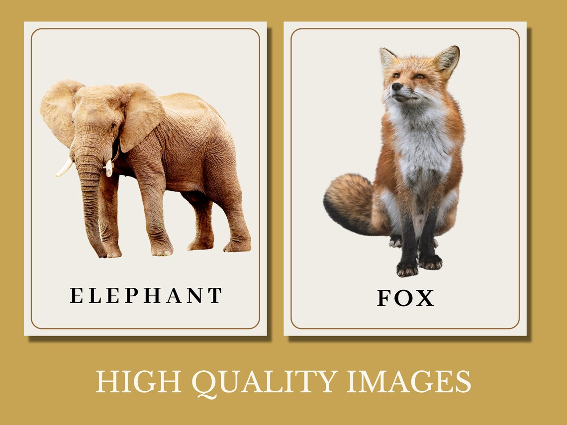 Zoo Animal Flash Cards - Zoology - Printable Homeschool - Zoo Field ...