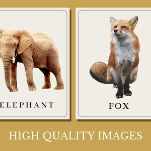 Zoo Animal Flash Cards - Zoology - Printable Homeschool - Zoo Field ...