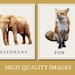 Zoo Animal Flash Cards - Zoology - Printable Homeschool - Zoo Field ...