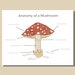 Anatomy of a Mushroom - Printable Worksheet, Poster - Mushroom Study - Etsy