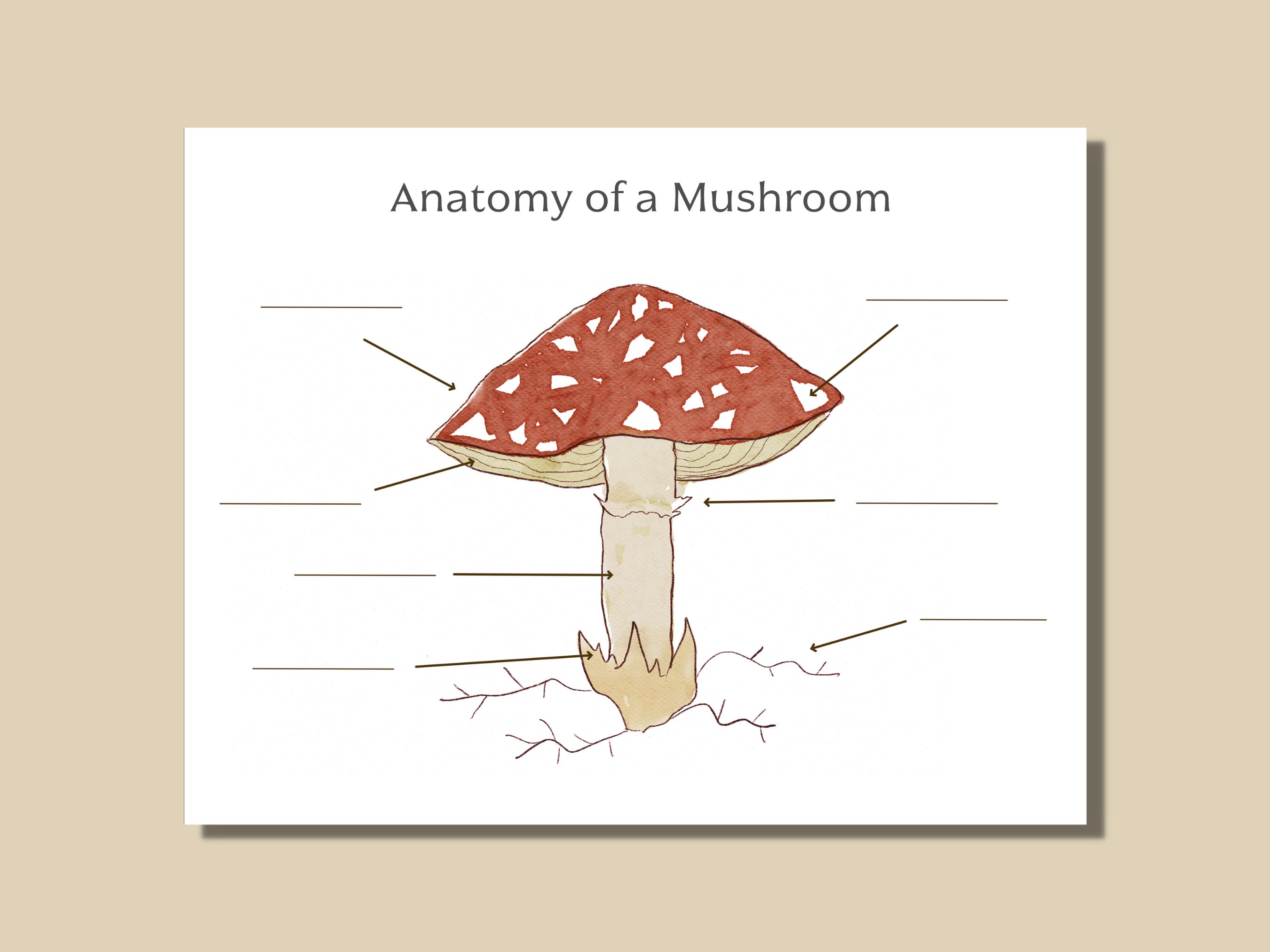Anatomy of a Mushroom Printable Worksheet, Poster Mushroom Study - Etsy ...