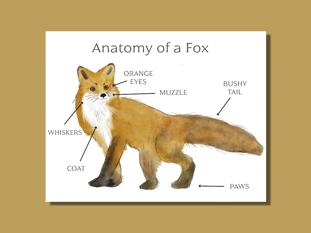 Anatomy of a Fox Worksheets - Fox Unit Study - Nature Education ...