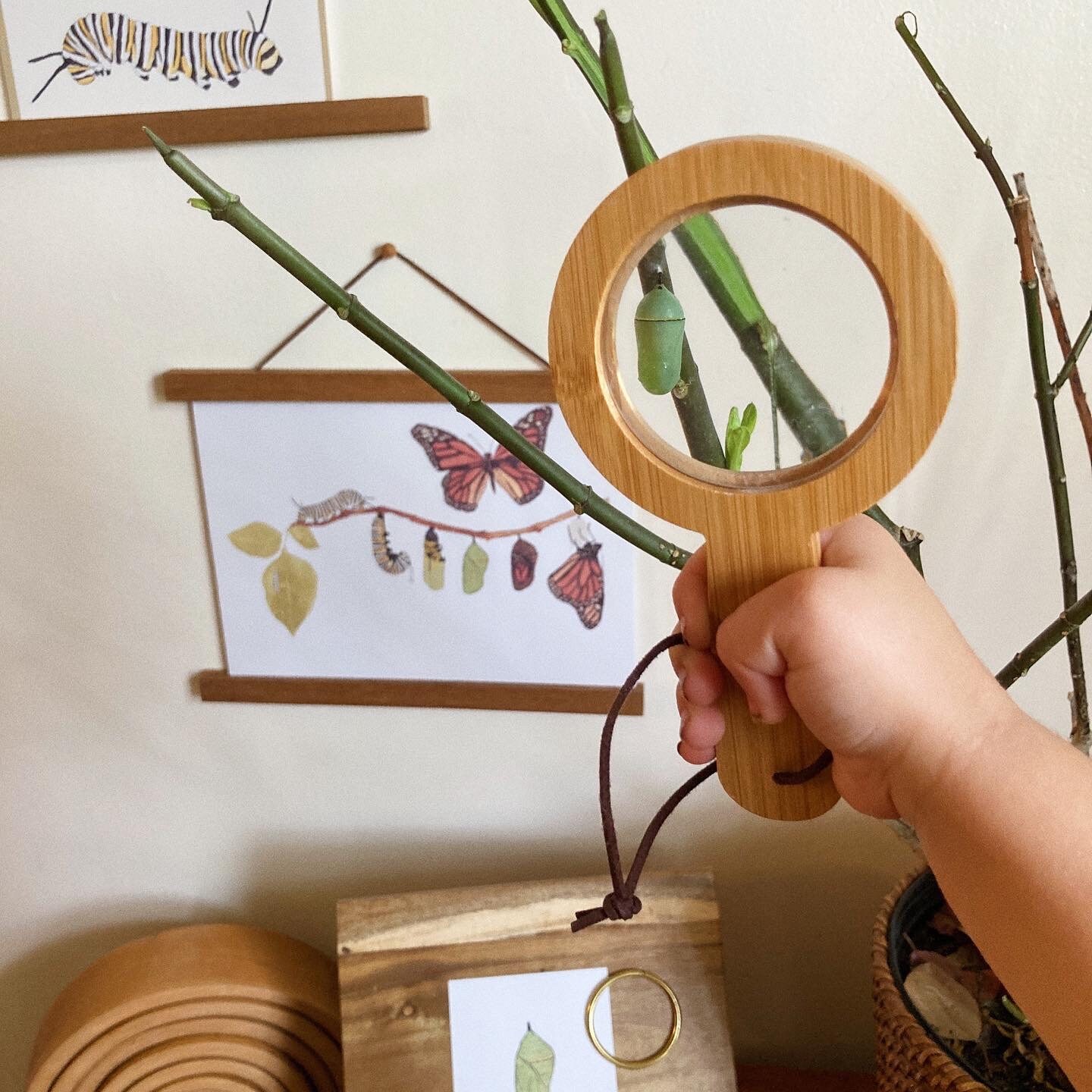 Monarch Butterfly Life Cycle Unit Study Nature Homeschool - Etsy