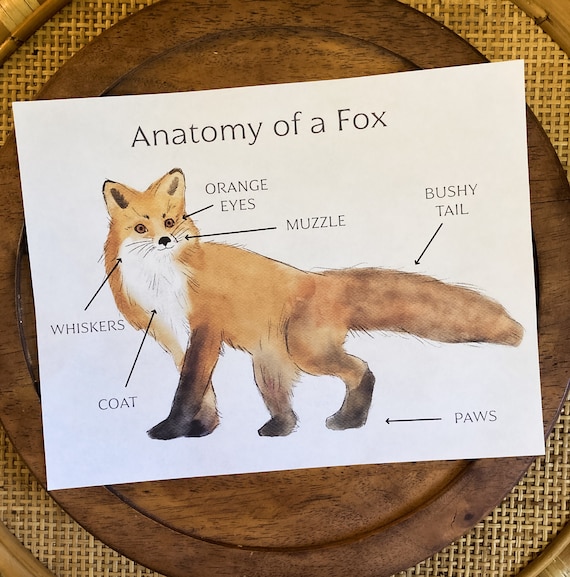 Anatomy of a Fox Worksheets Fox Unit Study Nature | Etsy